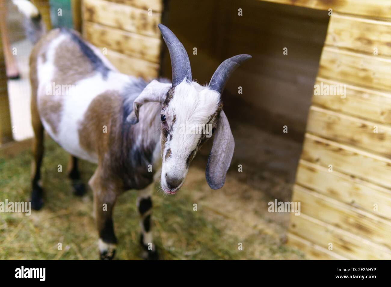 goat in barn. Domestic dwarf goat in the farm. Little goat standing in ...