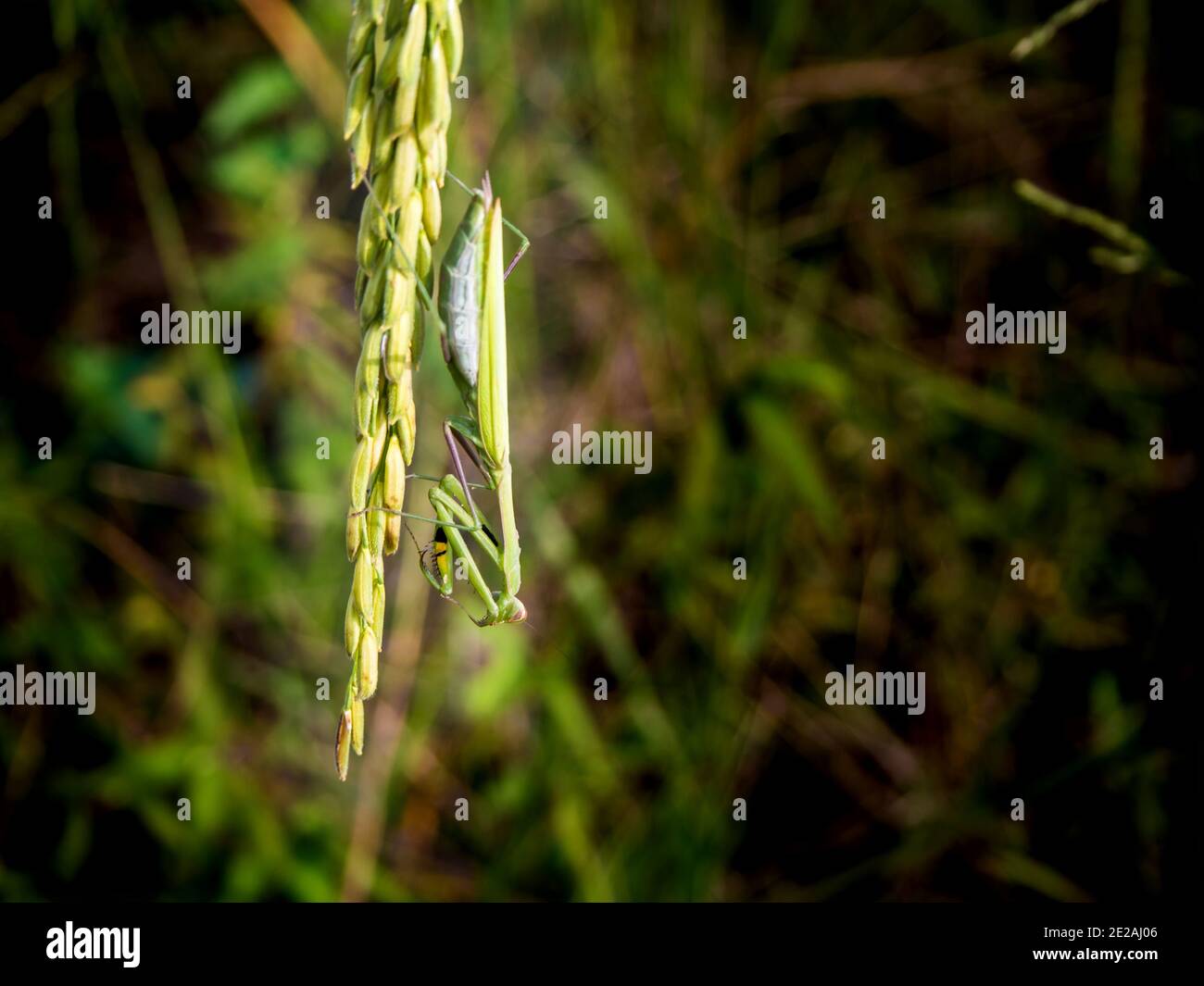 Insect in paddy plant hi-res stock photography and images - Alamy