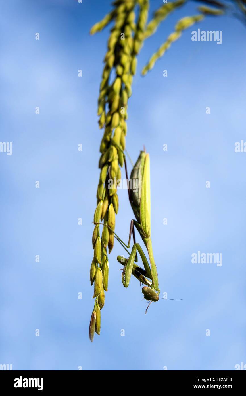 Insect in paddy plant hi-res stock photography and images - Alamy