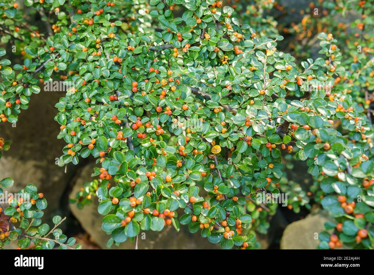 Autumn Red Berries and Green Leaves of the Dwarf Cotoneaster ...
