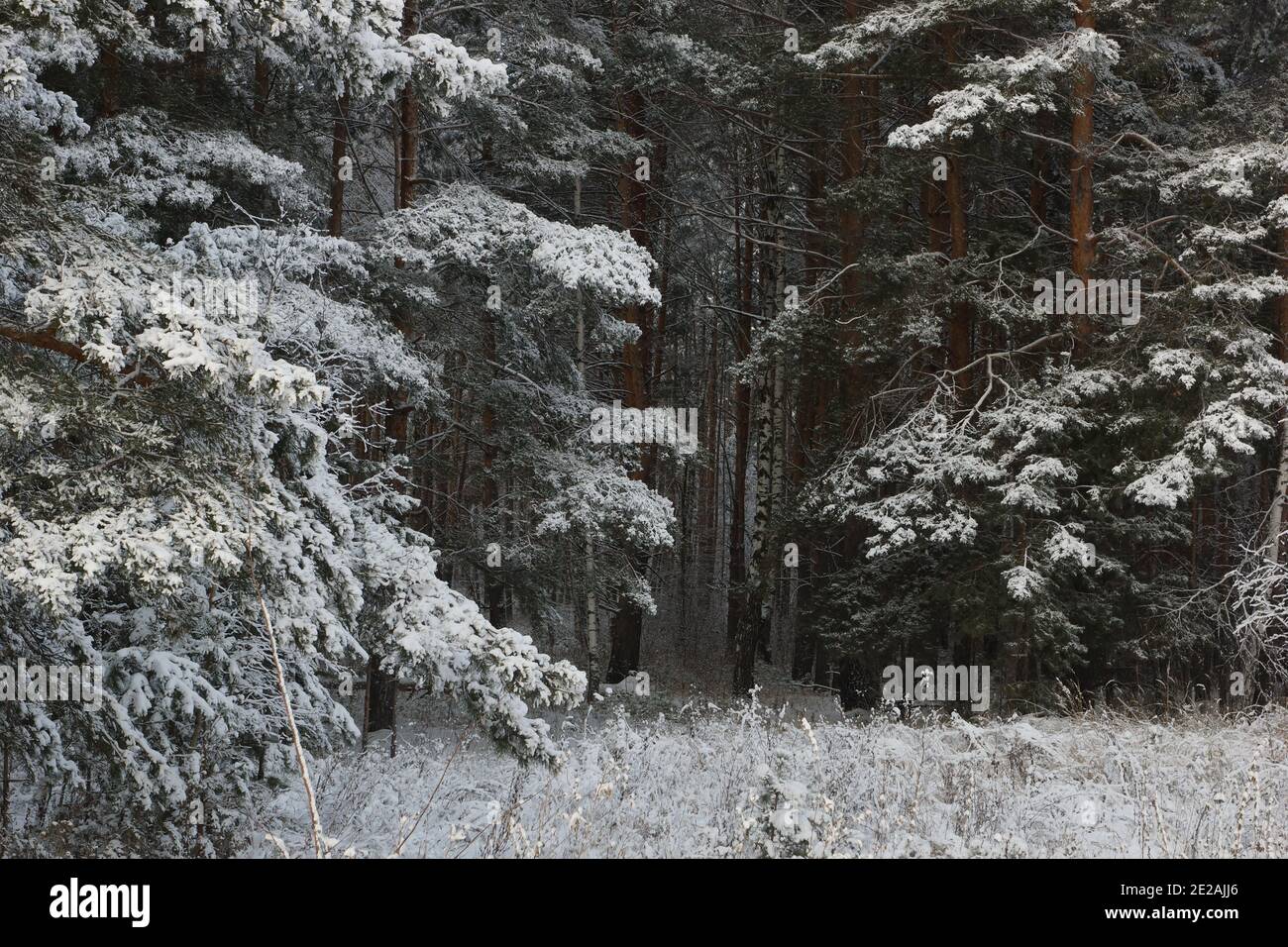 Pines snow hi-res stock photography and images - Alamy