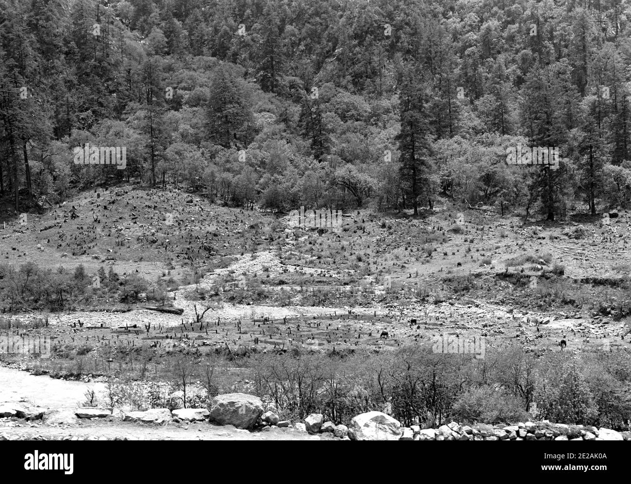 Widespread and serious tree cutting in Langtang National Park Nepal ...