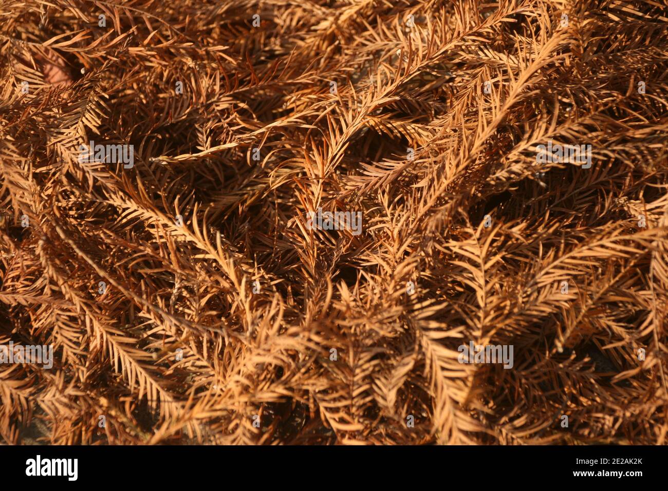 Cypress common hi-res stock photography and images - Alamy
