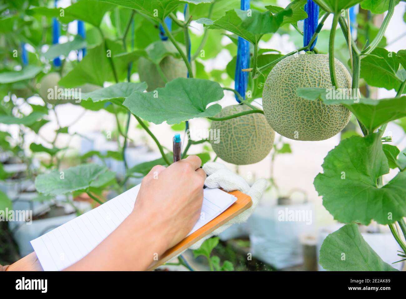 Freshness check hi-res stock photography and images - Alamy