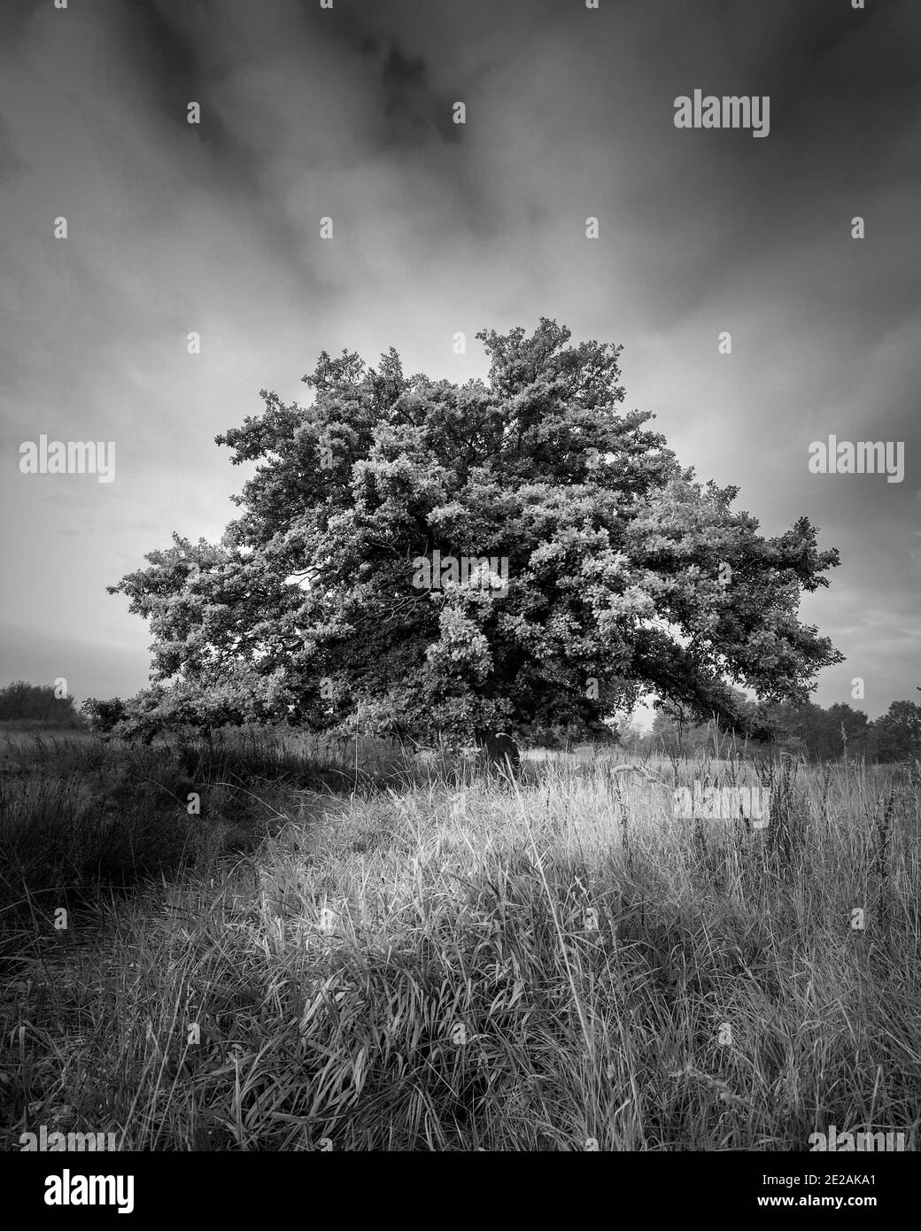 Pro animals Black and White Stock Photos & Images - Alamy