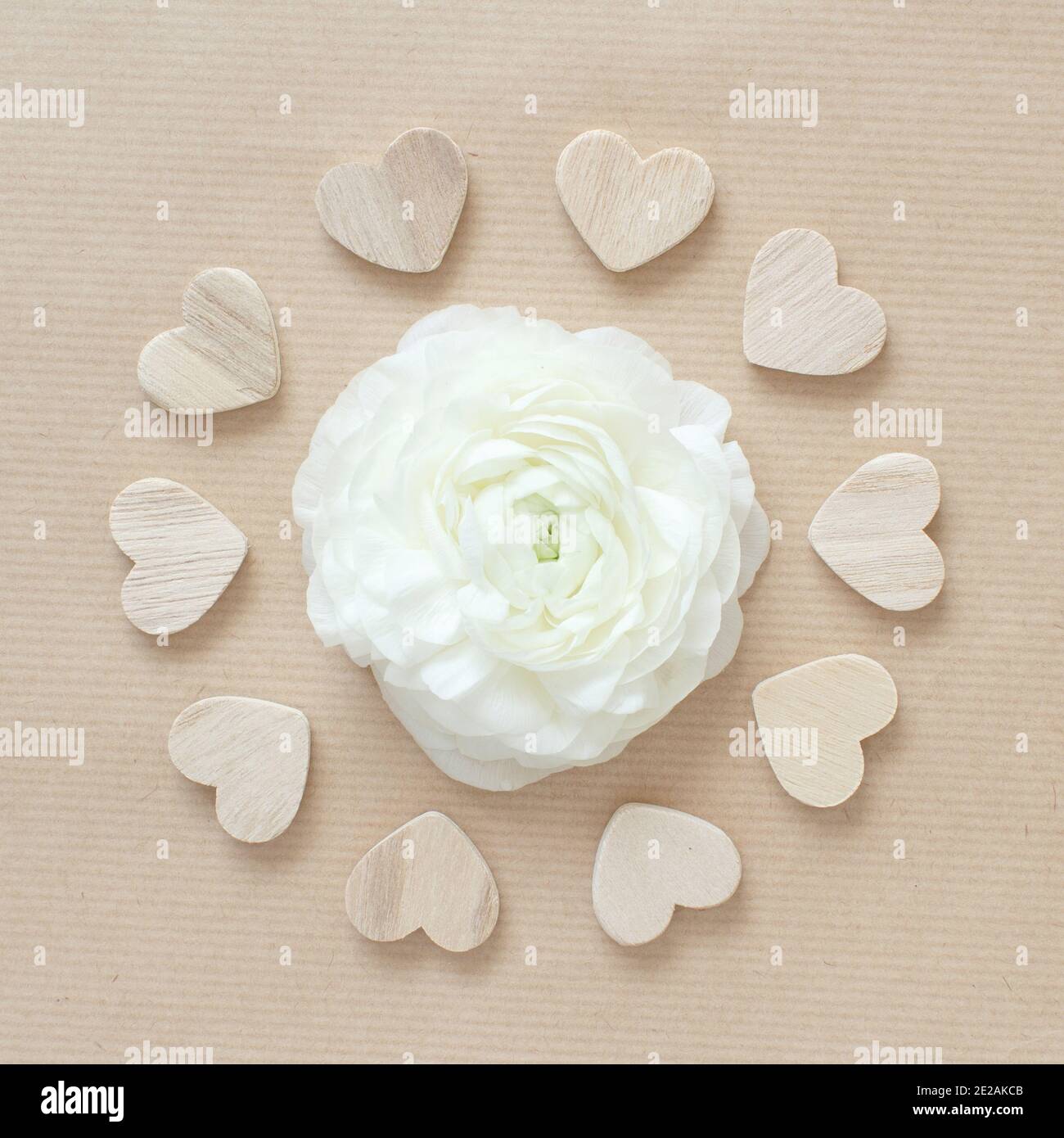 Cream ranunculus flower in a circle of hearts on beige paper top view ...