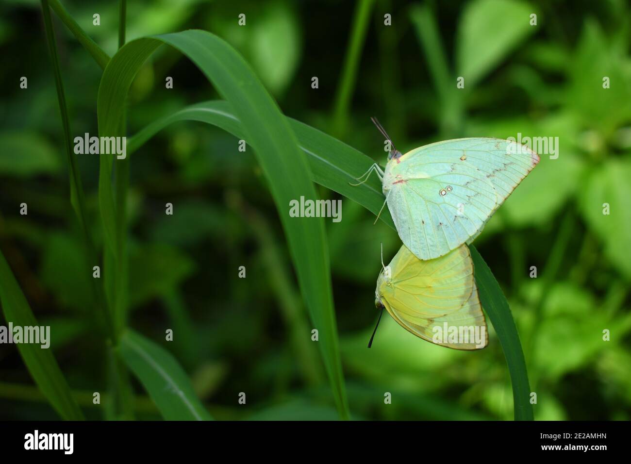 Common emigrant butterfly mating hi-res stock photography and images ...