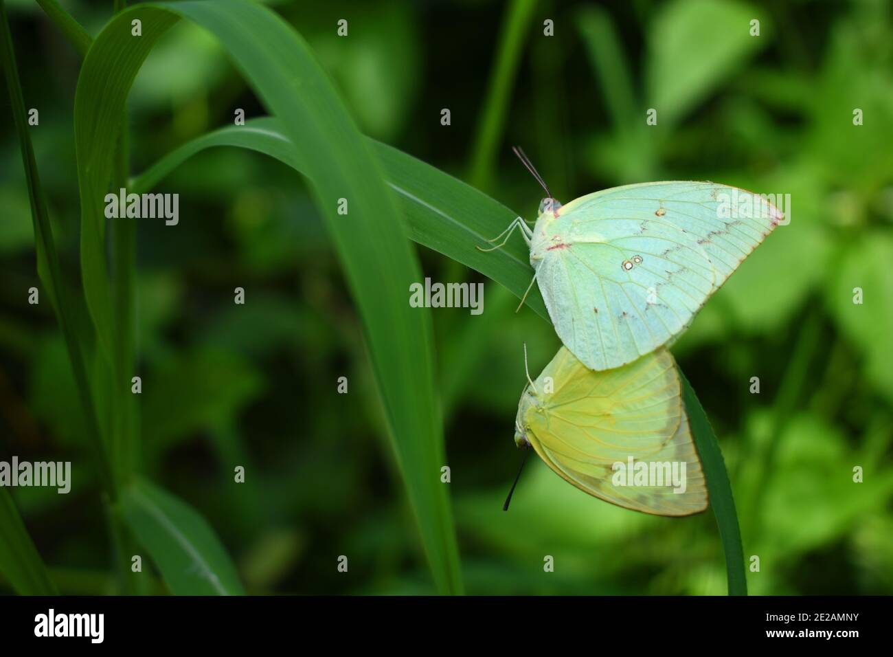 Lemon emigrant butterflies mating on grass Stock Photo - Alamy