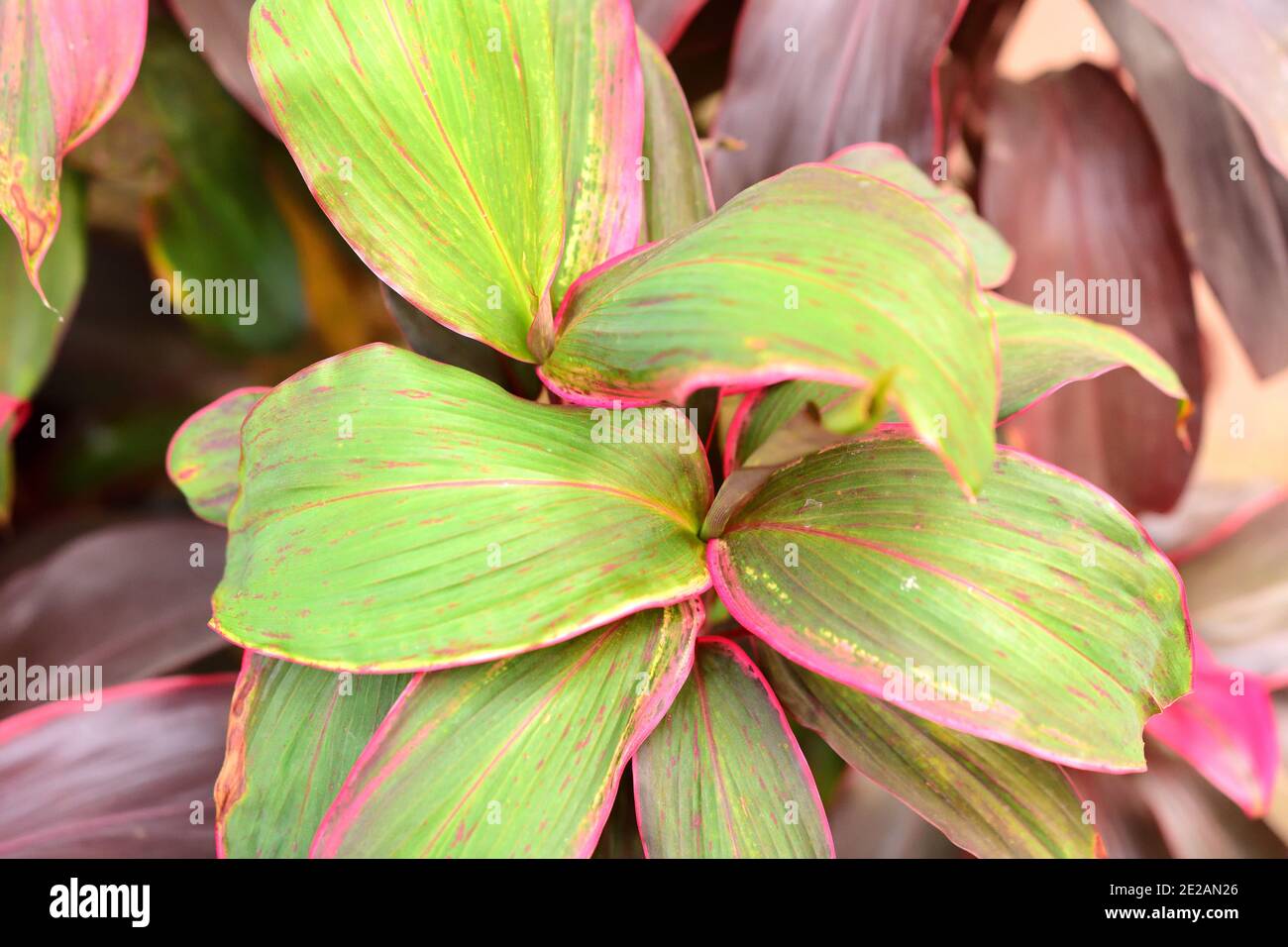 Patabahar hi-res stock photography and images - Alamy