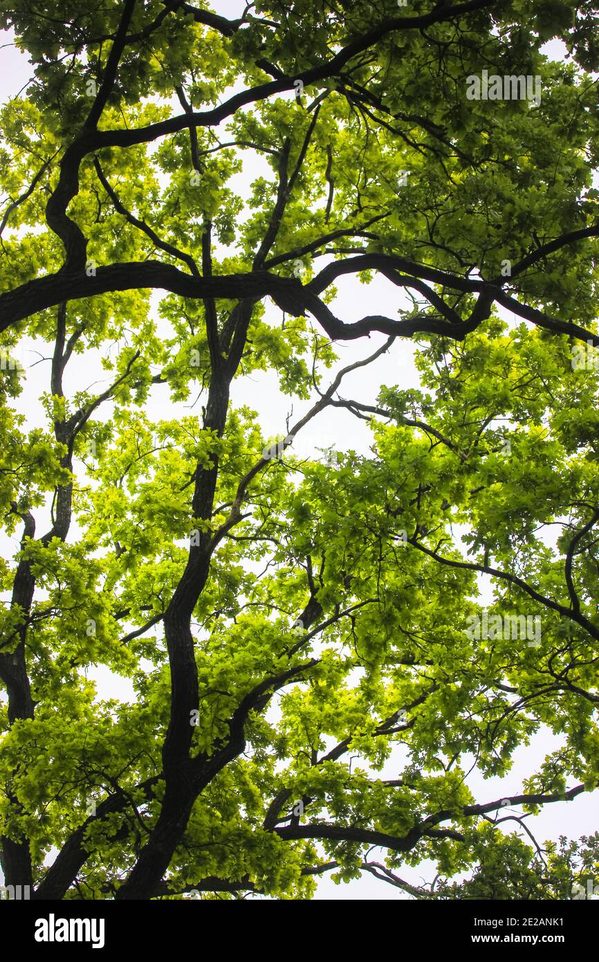 Crowns of tall oak trees with lush young green leaves in the springtime ...