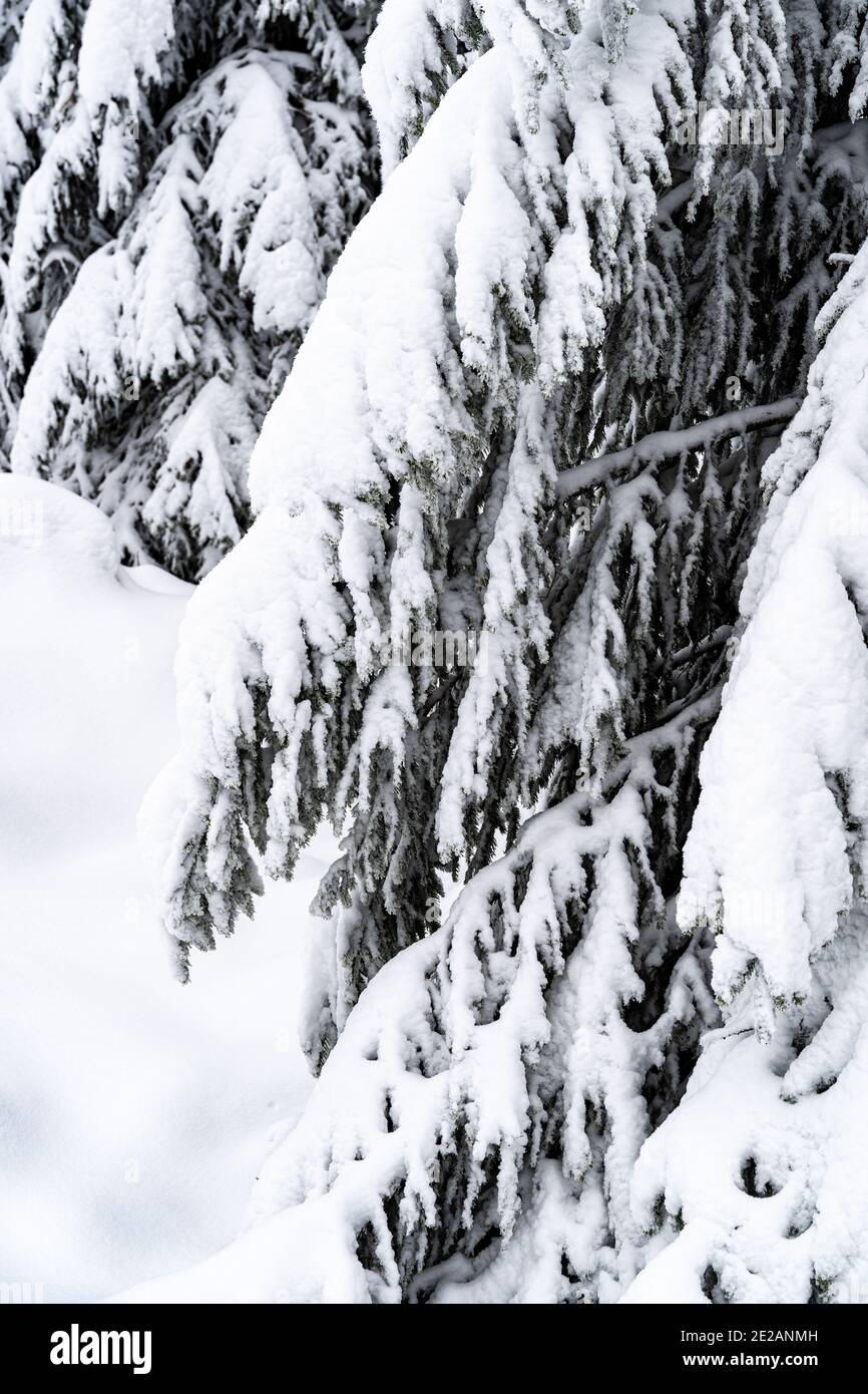 Vertical shot of tree branches covered in the snow in the Black Forest ...