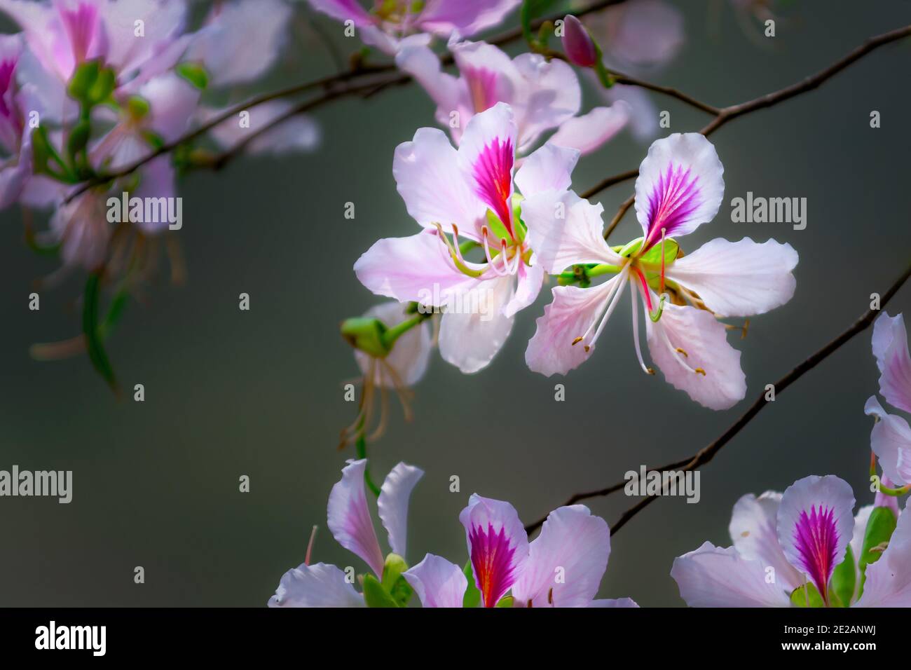 Ban flowers in the Northwest region of Vietnam Stock Photo - Alamy