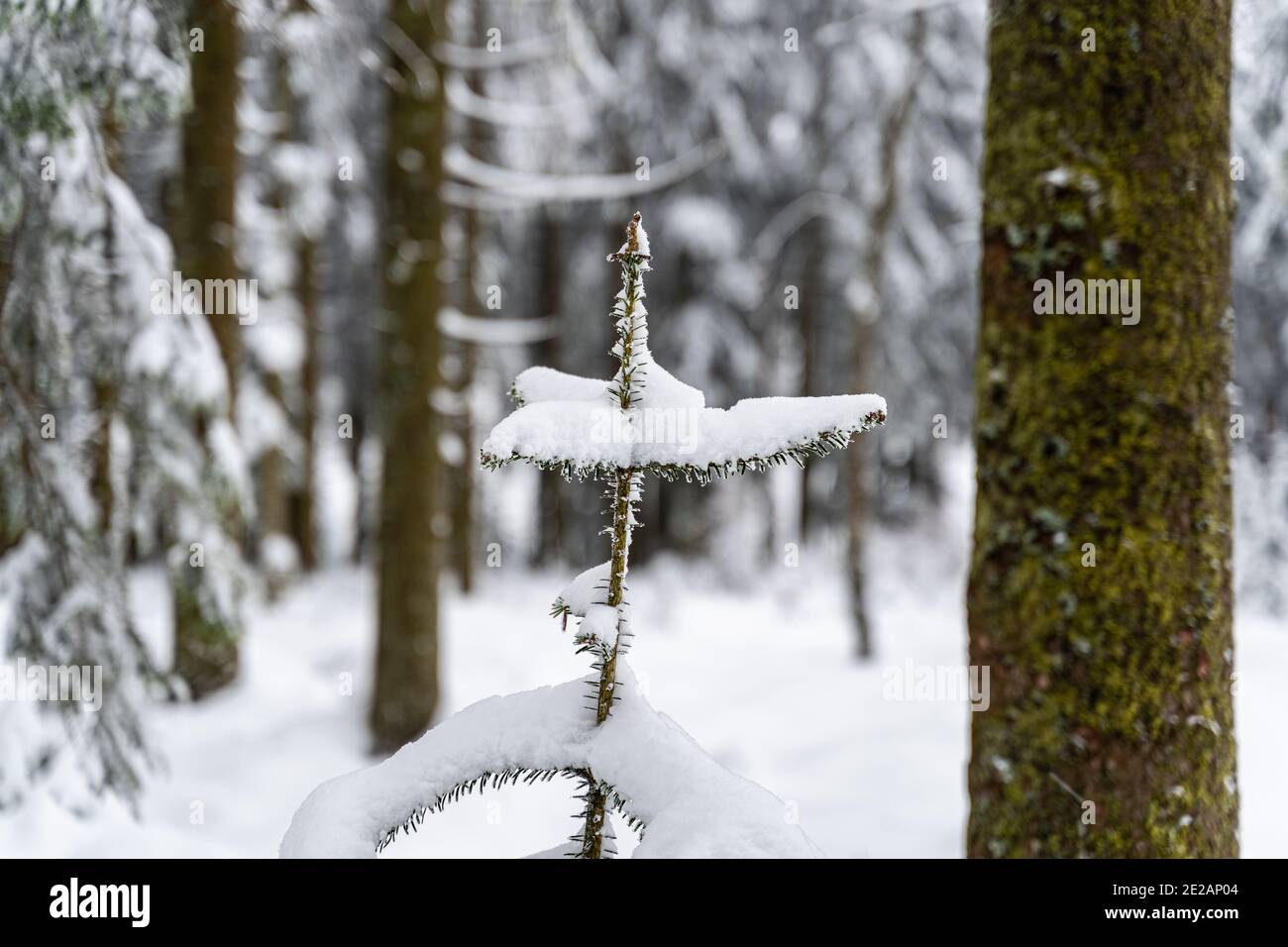 Closeup of a small spruce tree covered in the snow in the Black Forest ...