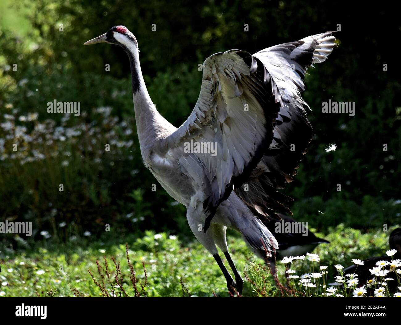 Crane flapping wings hi-res stock photography and images - Alamy