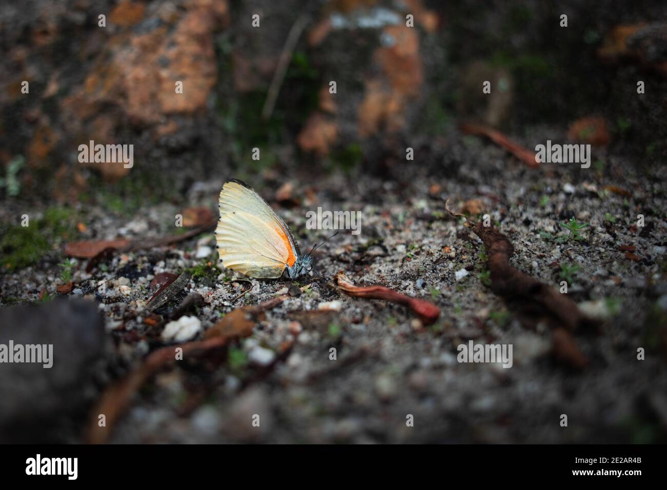 Mylothris agathina agathina hi-res stock photography and images - Alamy