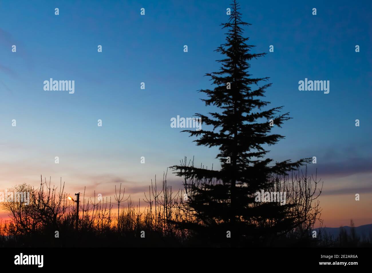 Sunset and silhouette of pine tree. Beautiful nature landscape. Blue ...