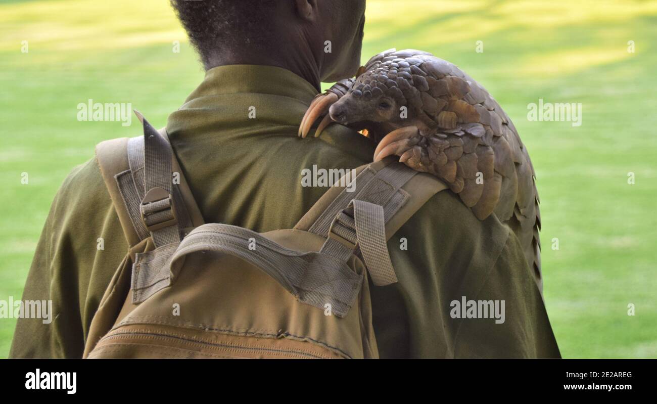 A pangolin in the arms of her carer at a wildlife sanctuary and ...
