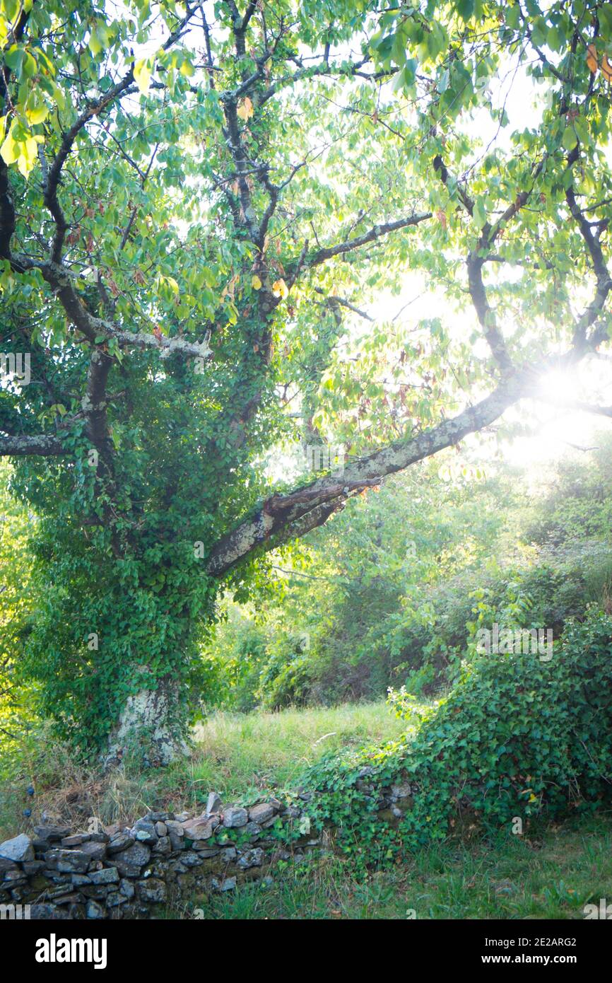 Rays of the sun break through trees in the forest. Good summer morning ...