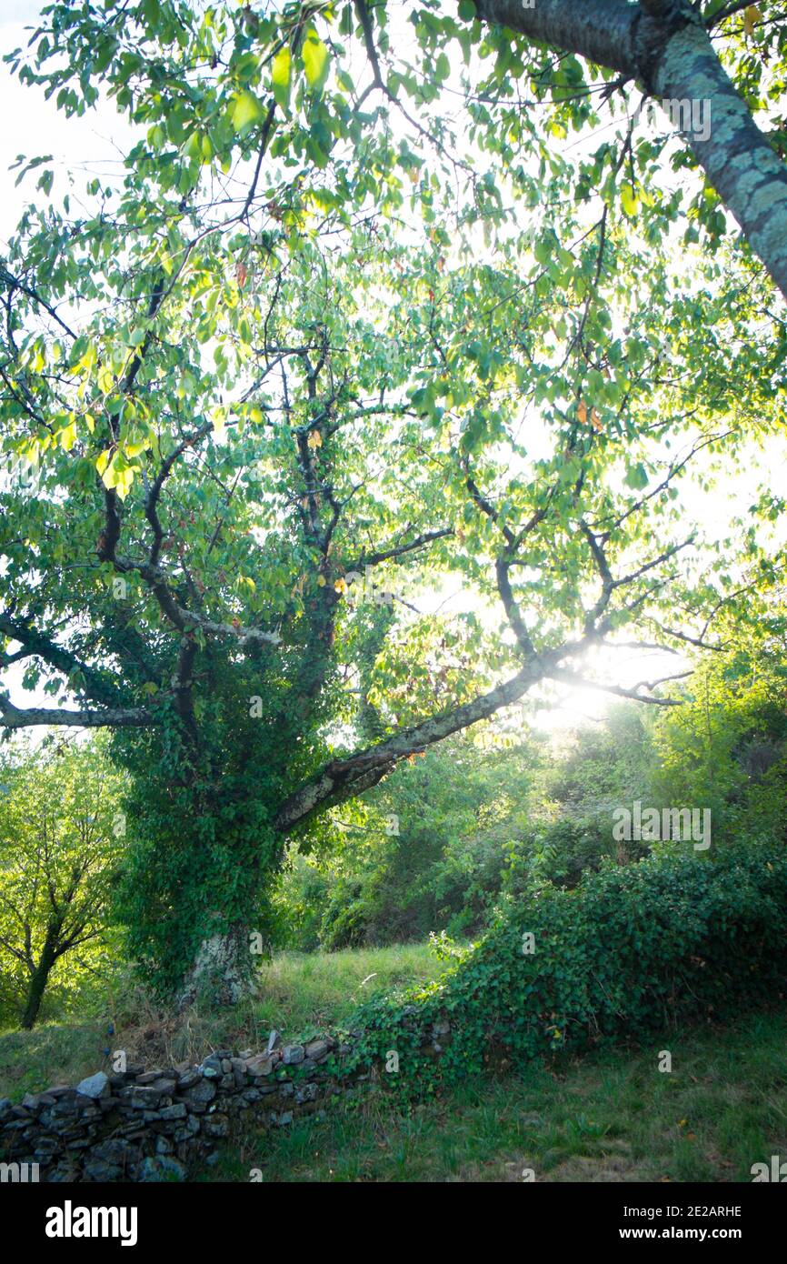 Rays of the sun break through trees in the forest. Good summer morning ...