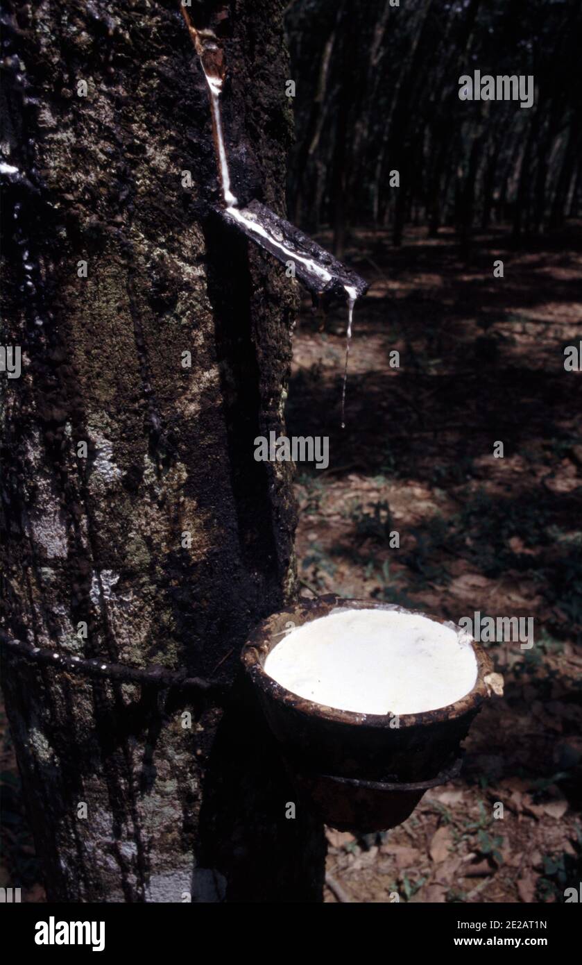 Hevea brasiliensis, the Pará rubber tree, sharinga tree, seringueira ...