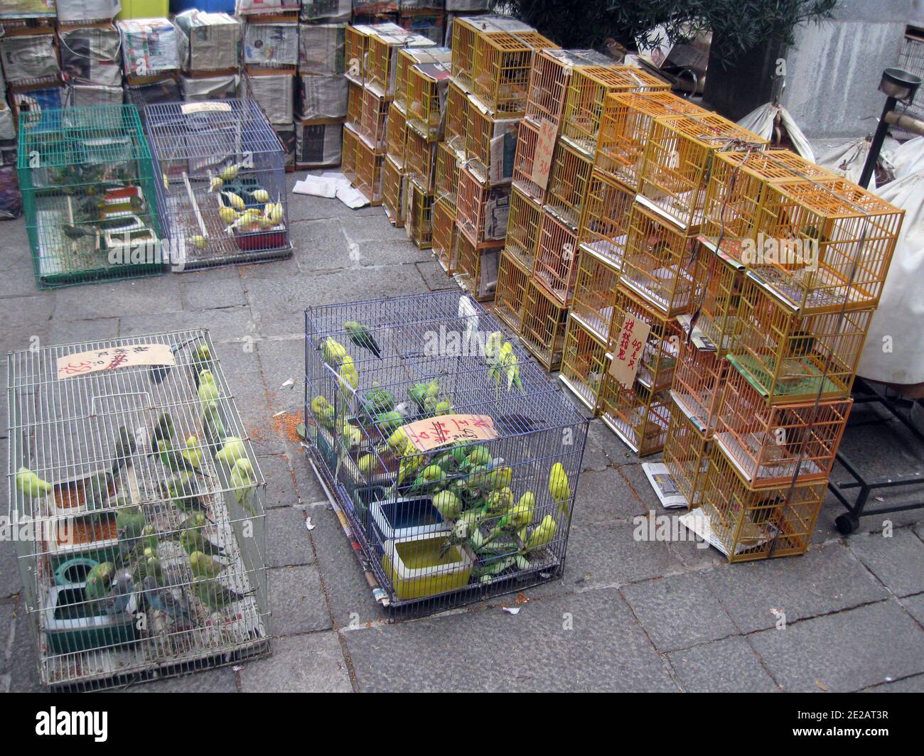 Street Bird, a big Bird market in Hong Kong Stock Photo - Alamy