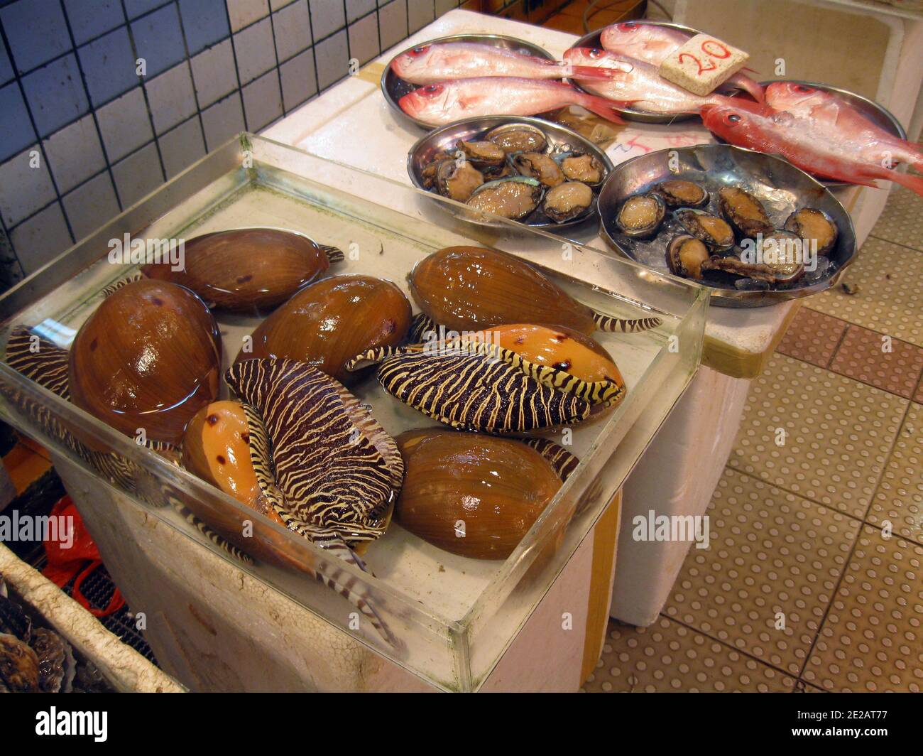 Assortment of fish and mollusk (Melo melo or bailer shell, Big-eyes ...