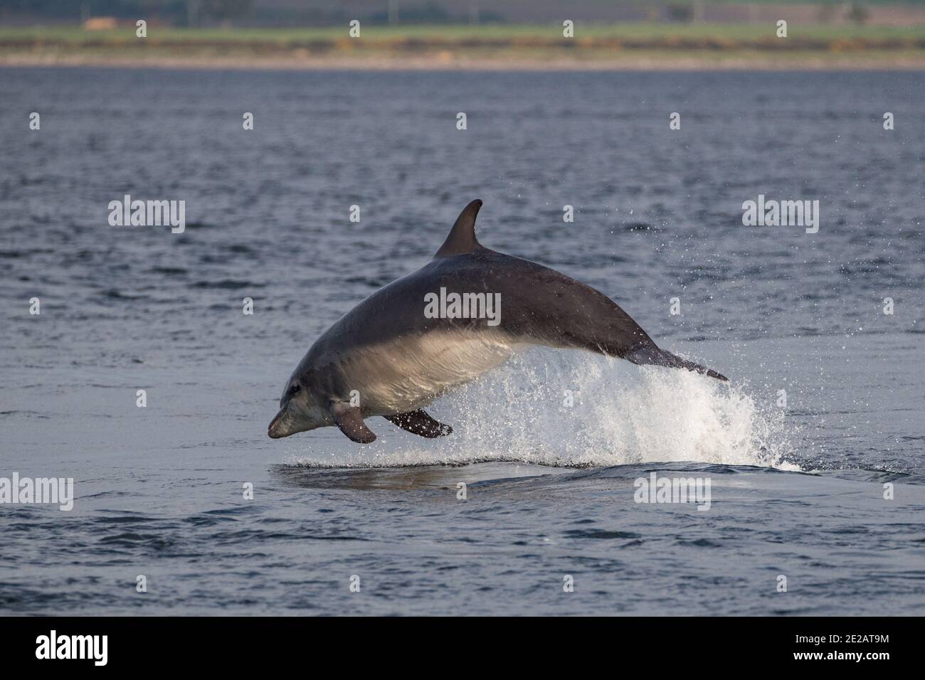 Breaching Bottlenose dolphins (Tursiops truncates) in the waters of the ...