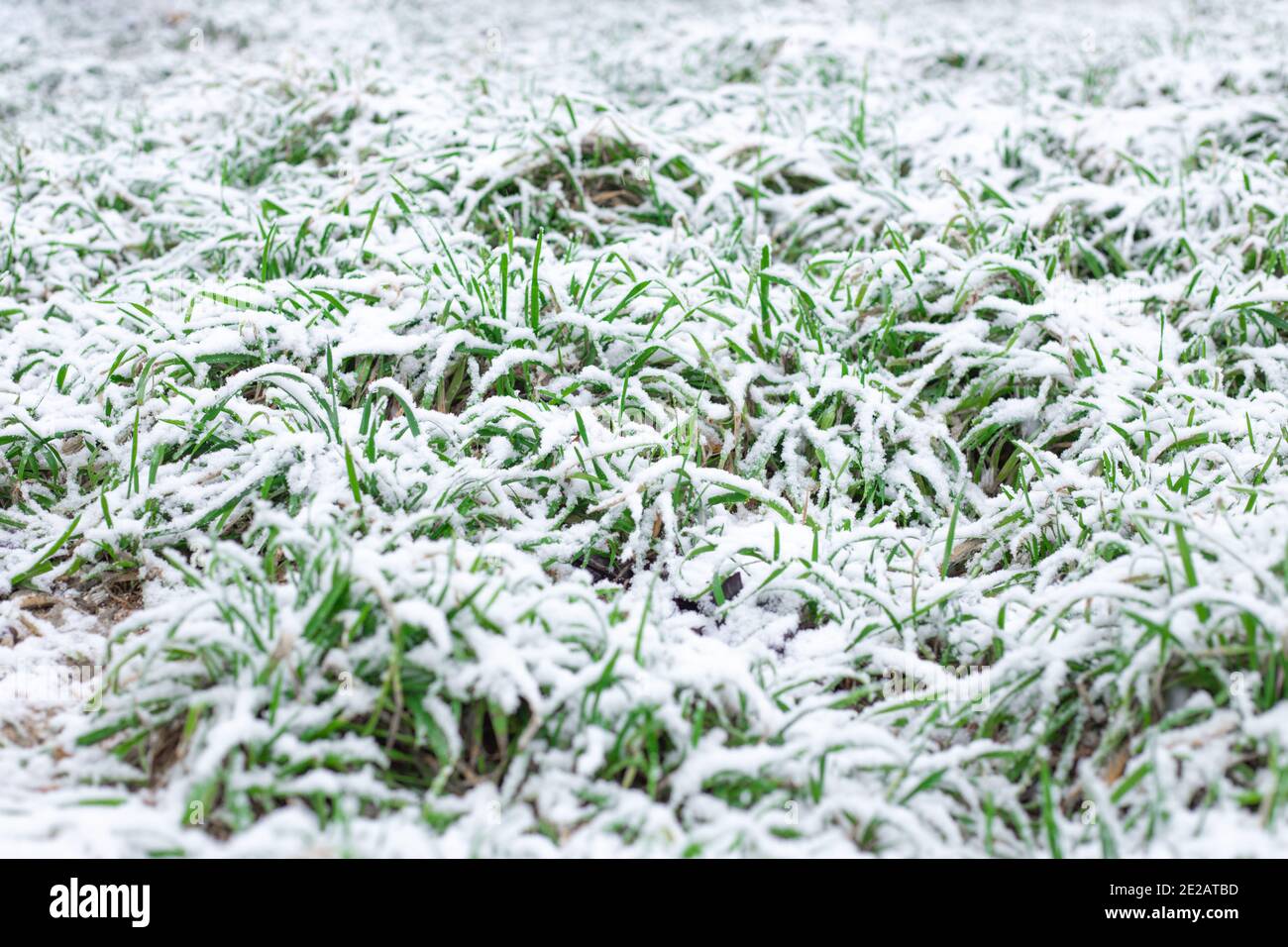 Grass under snow cover hi-res stock photography and images - Alamy