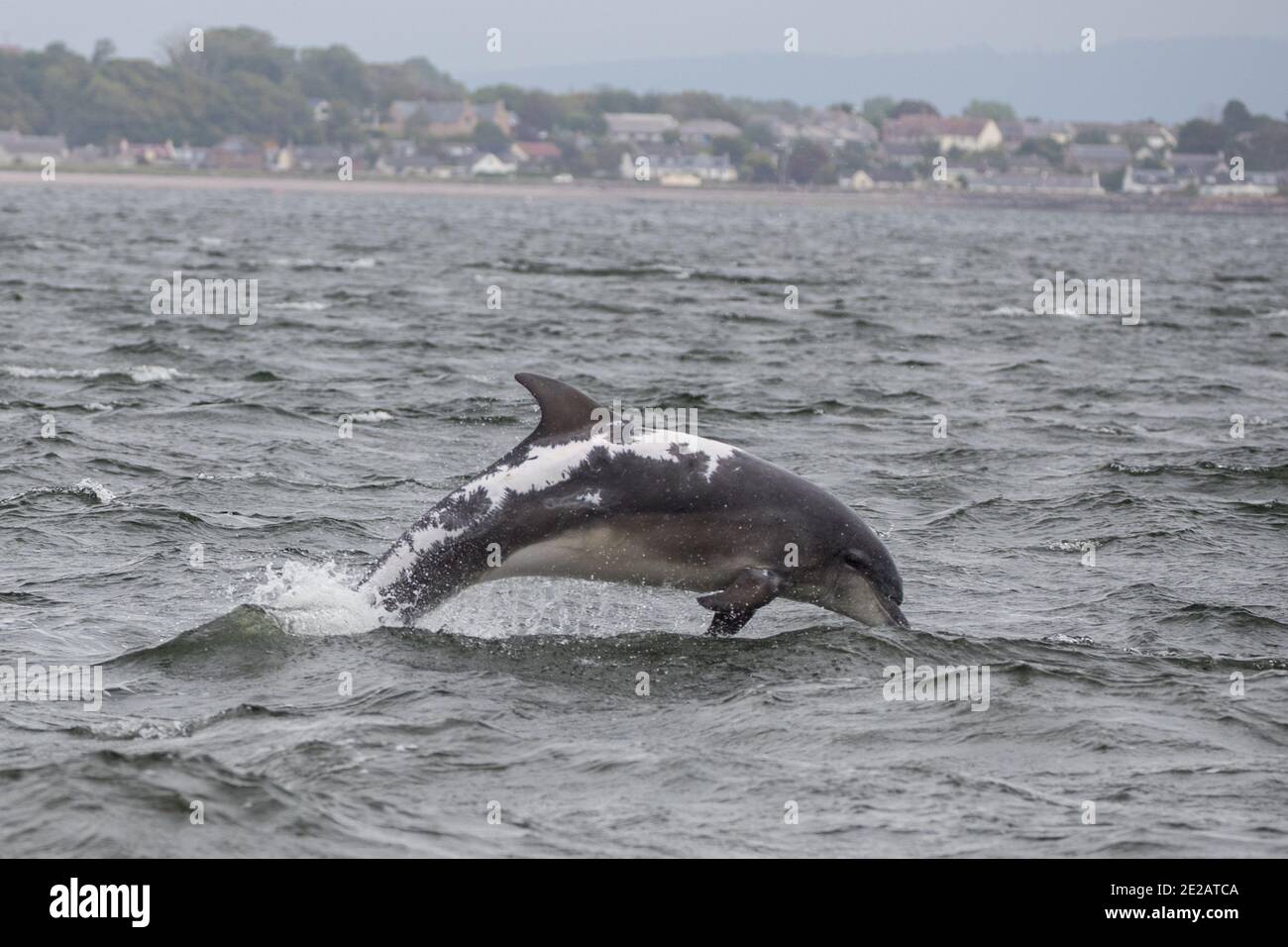 The Bottlenose dolphin known as Spirtle off Chanonry Point, in theMoray ...