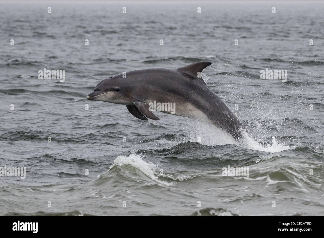 Breaching Bottlenose dolphins (Tursiops truncates) in the waters of the ...