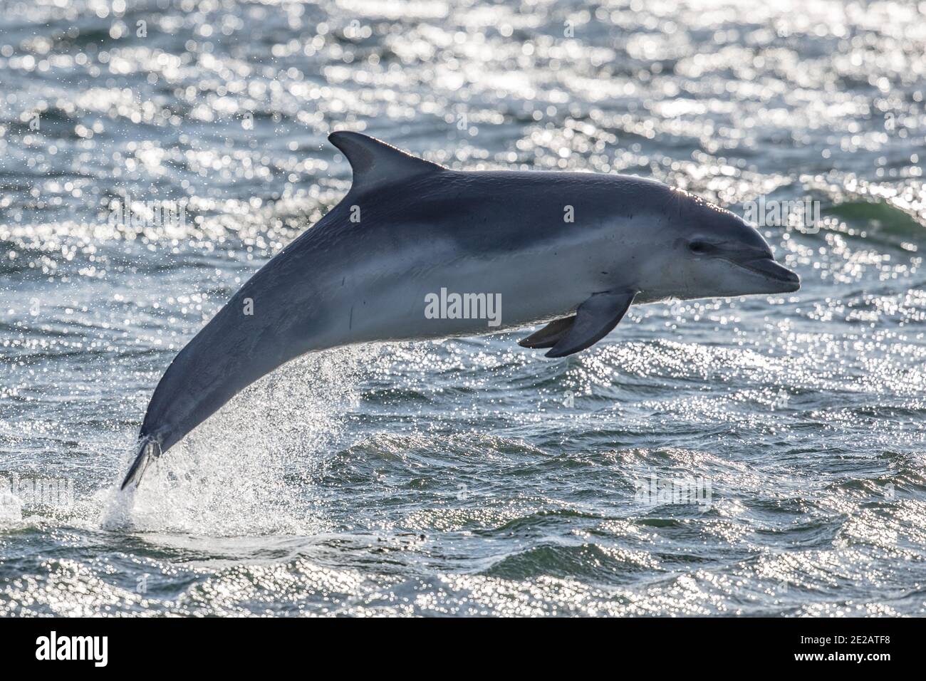 Bottlenose dolphin calf hi-res stock photography and images - Alamy
