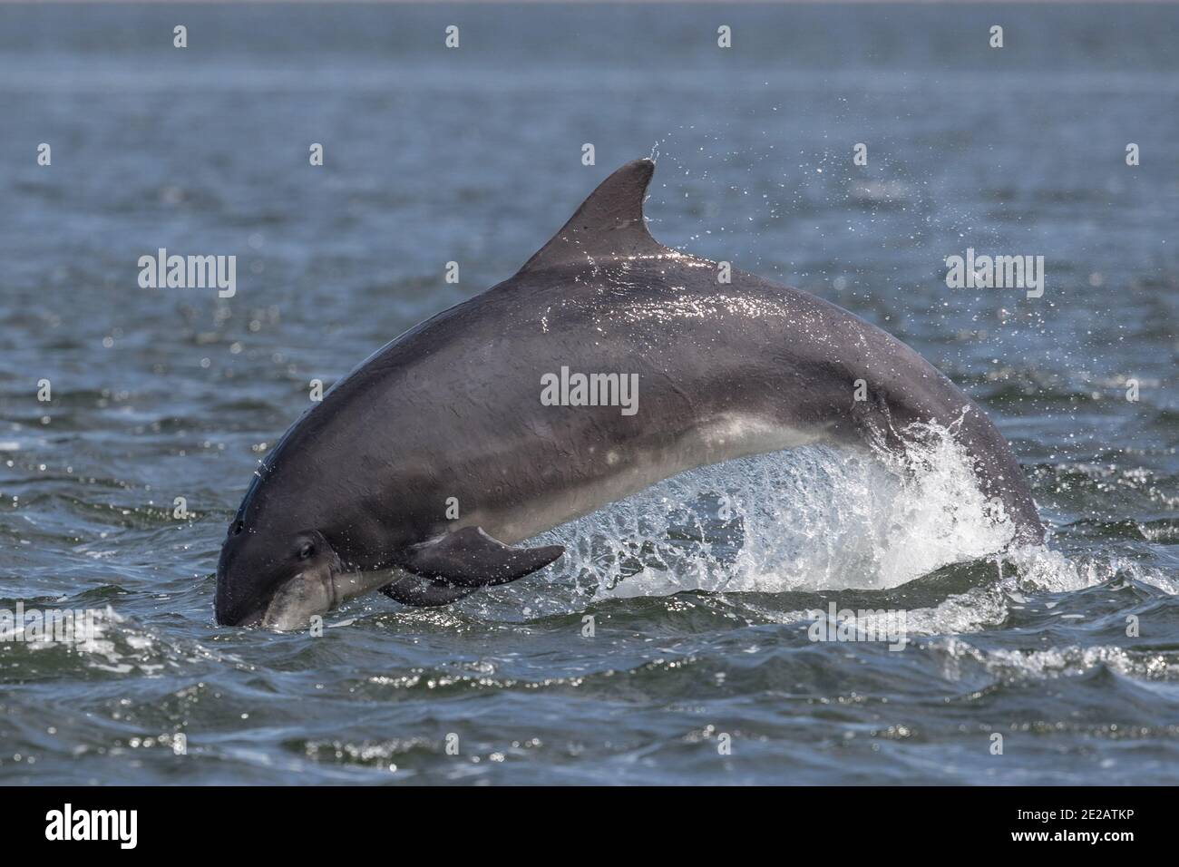 Breaching Bottlenose dolphins (Tursiops truncates) in the waters of the ...