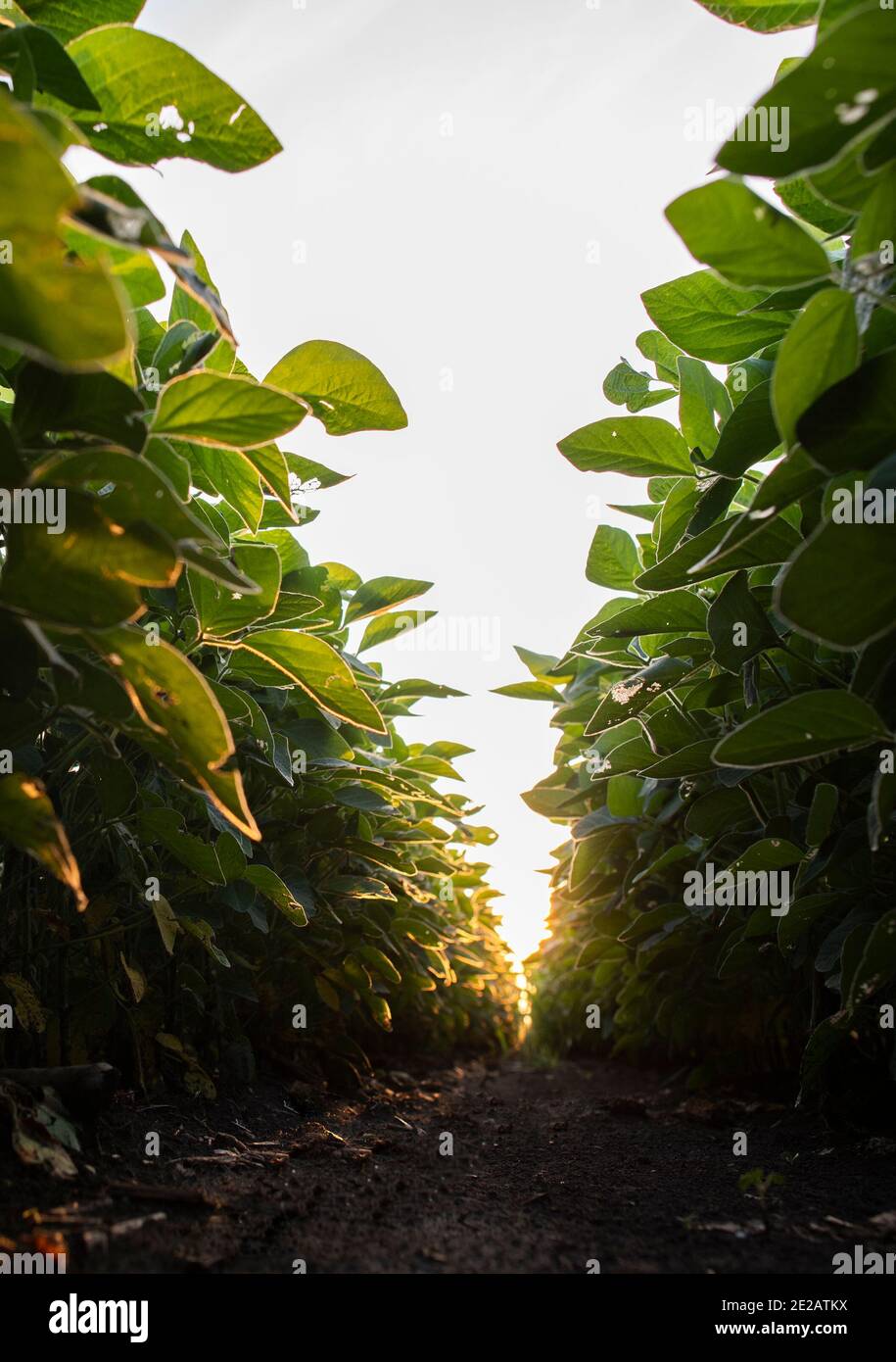 Open soybean field at sunset.Soybean field Stock Photo - Alamy