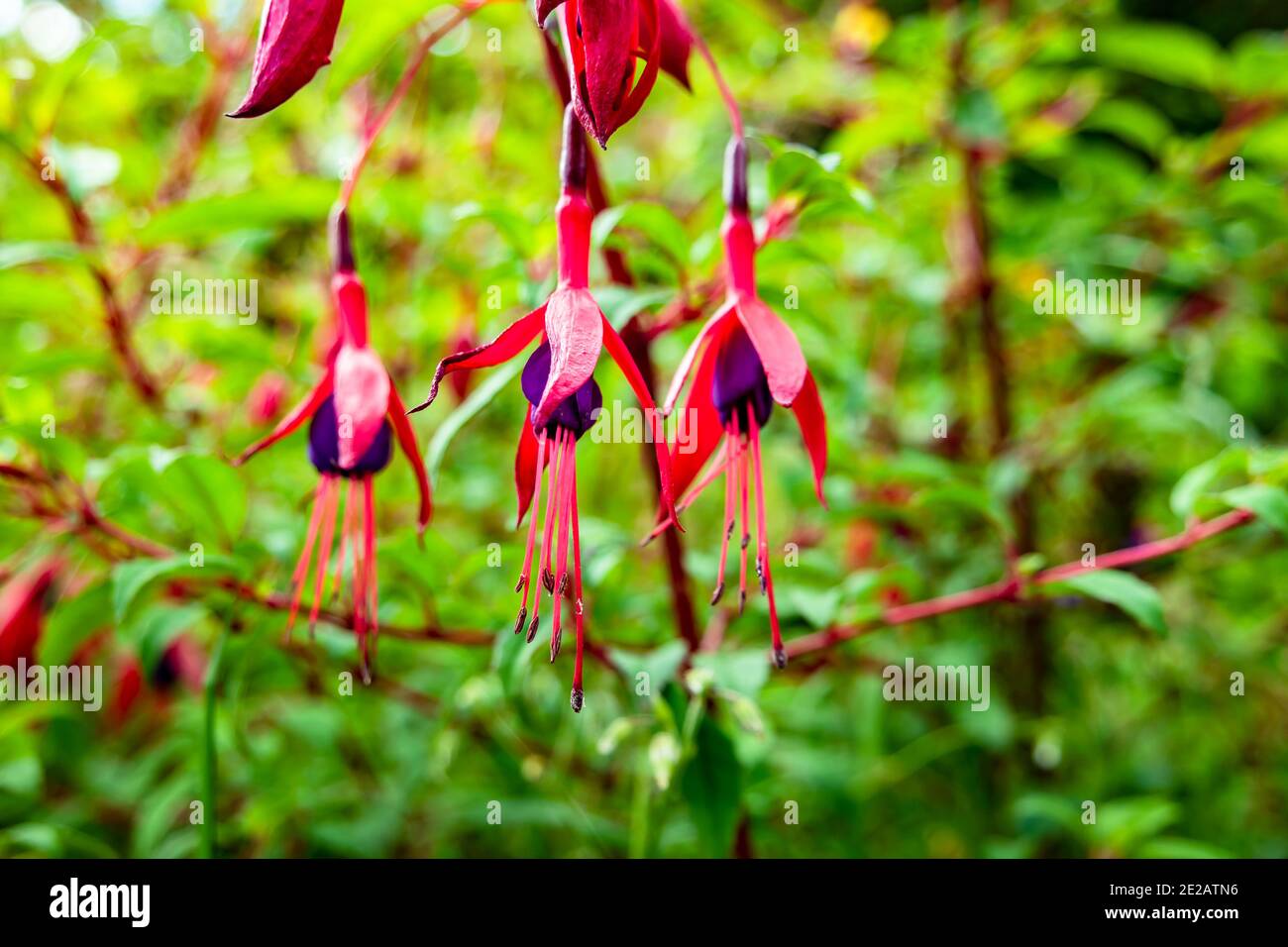 Fuchsia Hedge High Resolution Stock Photography and Images - Alamy