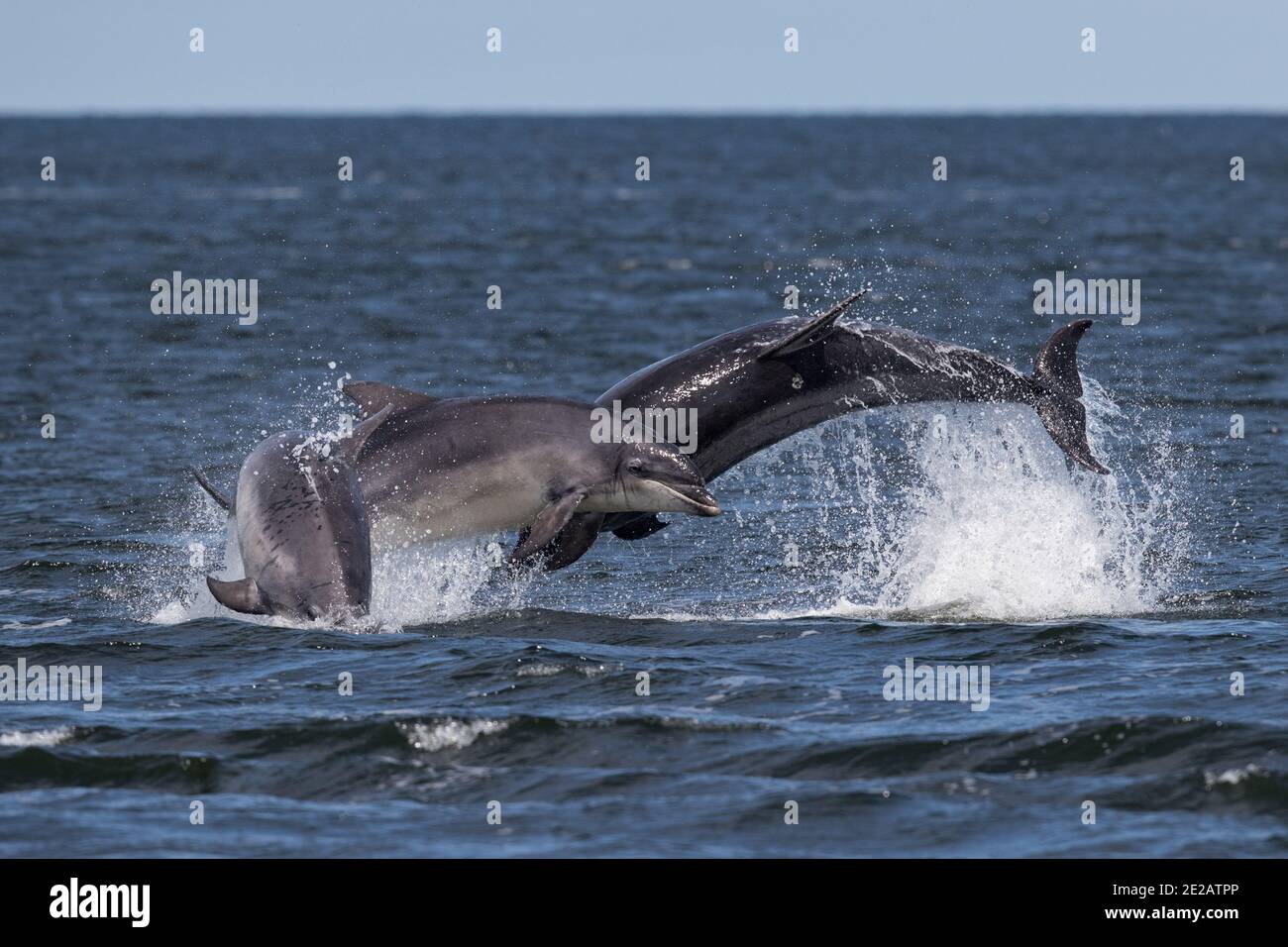 Dolphin watching scotland hi-res stock photography and images - Alamy