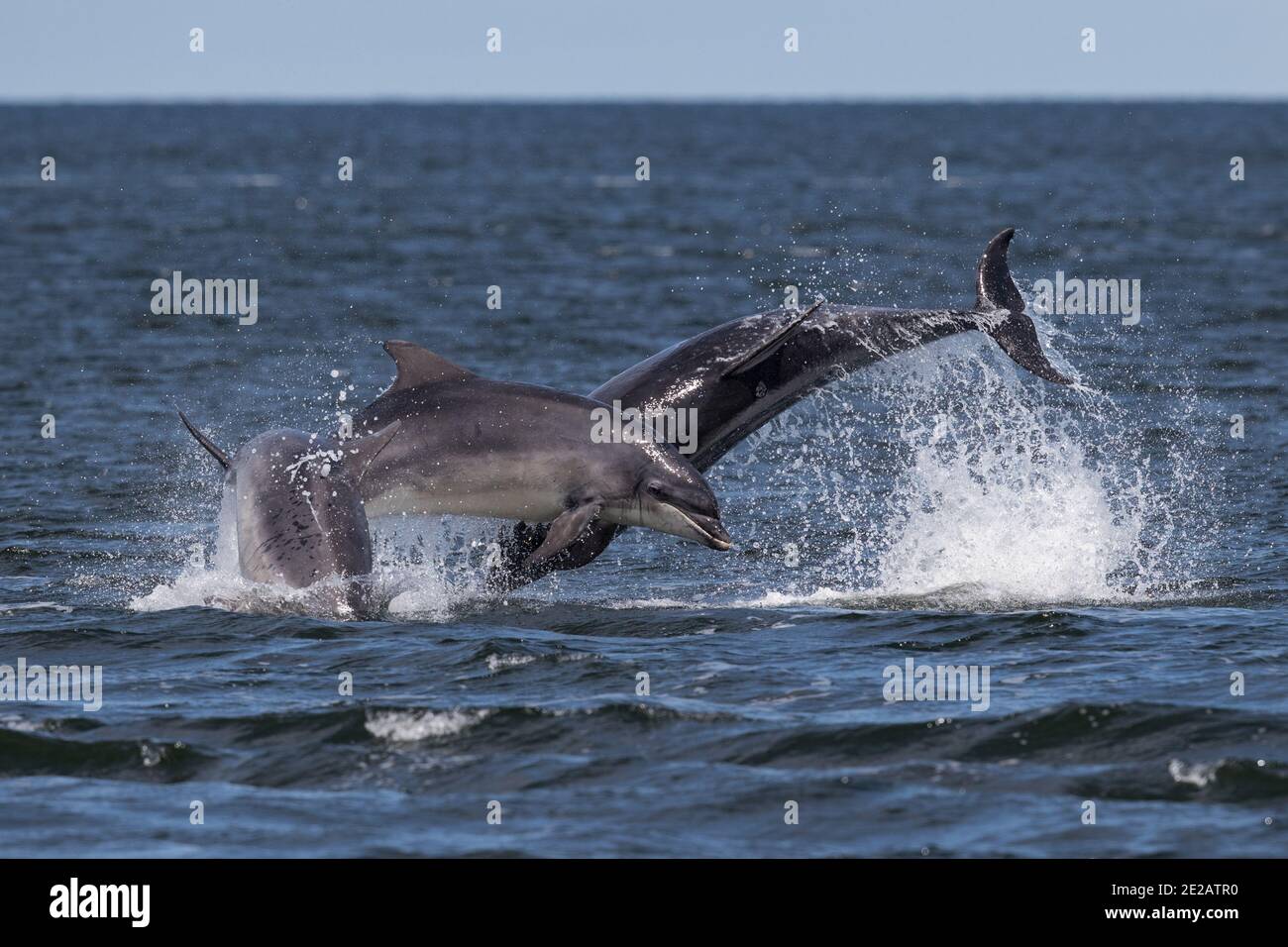 Breaching Bottlenose dolphins (Tursiops truncates) in the waters of the ...