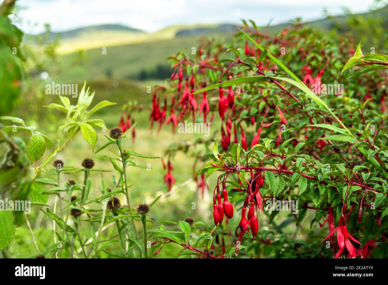 Wildflower Fuchsia growing in County Donegal - Ireland Stock Photo - Alamy
