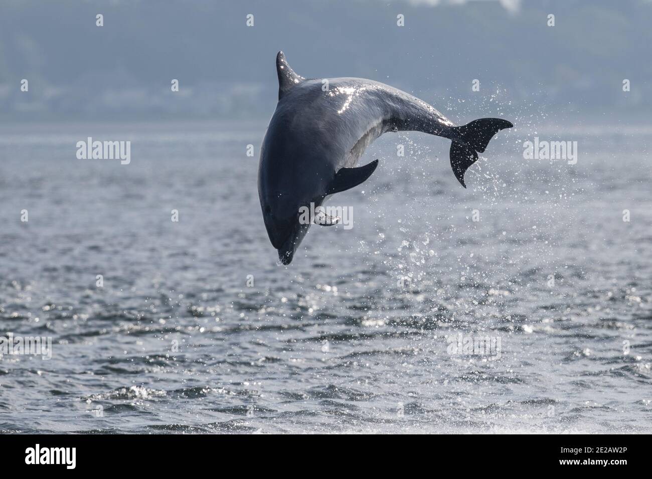 Breaching Bottlenose dolphins (Tursiops truncates) in the waters of the ...