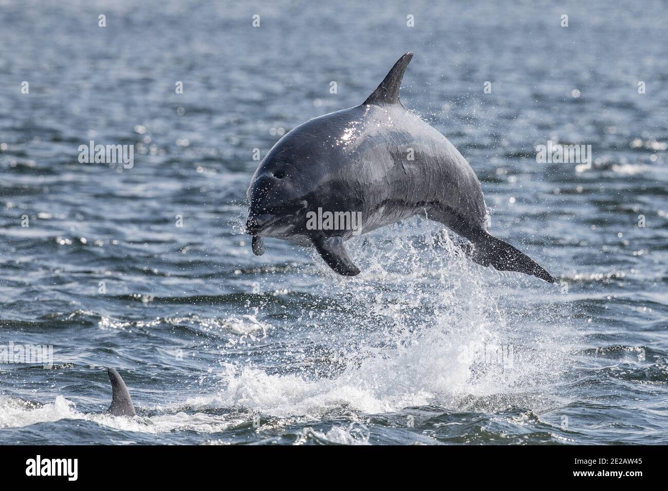 Breaching Bottlenose dolphins (Tursiops truncates) in the waters of the ...