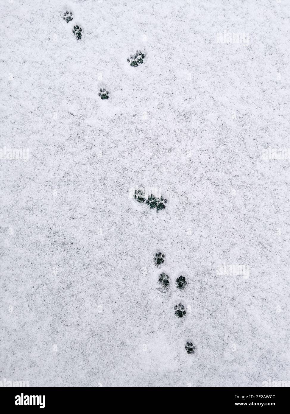 Cat tracks in freshly fallen snow. Minimalism in nature Stock Photo - Alamy