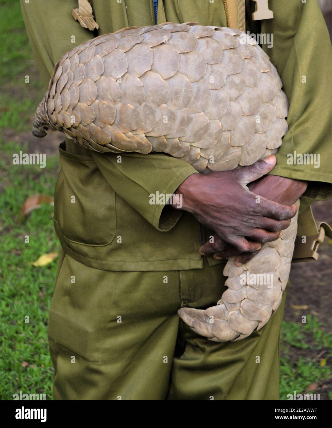 Pangolins hi-res stock photography and images - Alamy