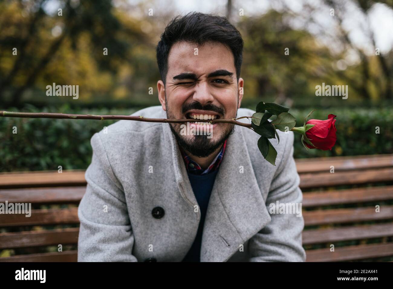 Shallow focus closeup of a male biting a stem of red rose while sitting ...