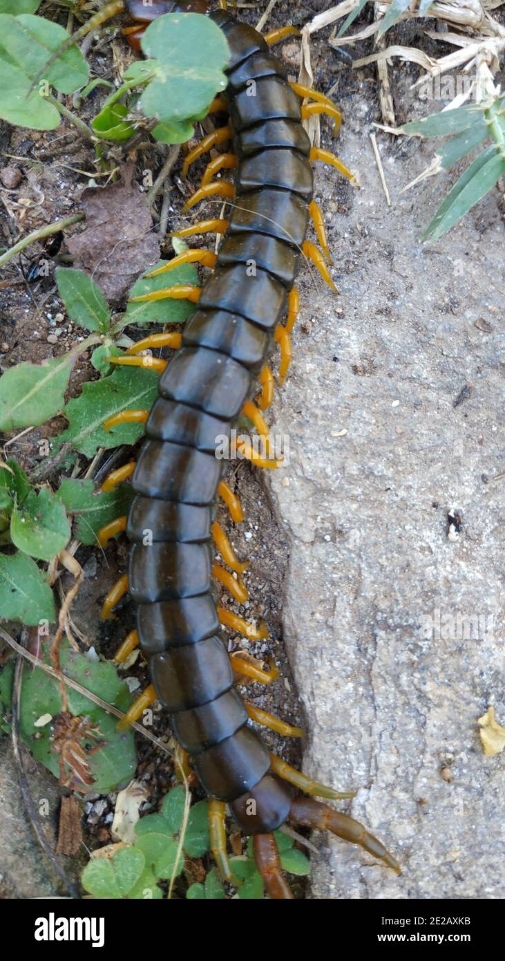 Closeup shot centipede hi-res stock photography and images - Alamy