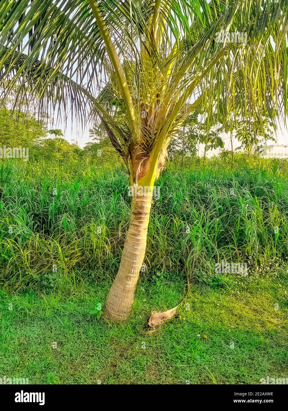 Coconut tree in a park with lush green bushes behind it Stock Photo - Alamy