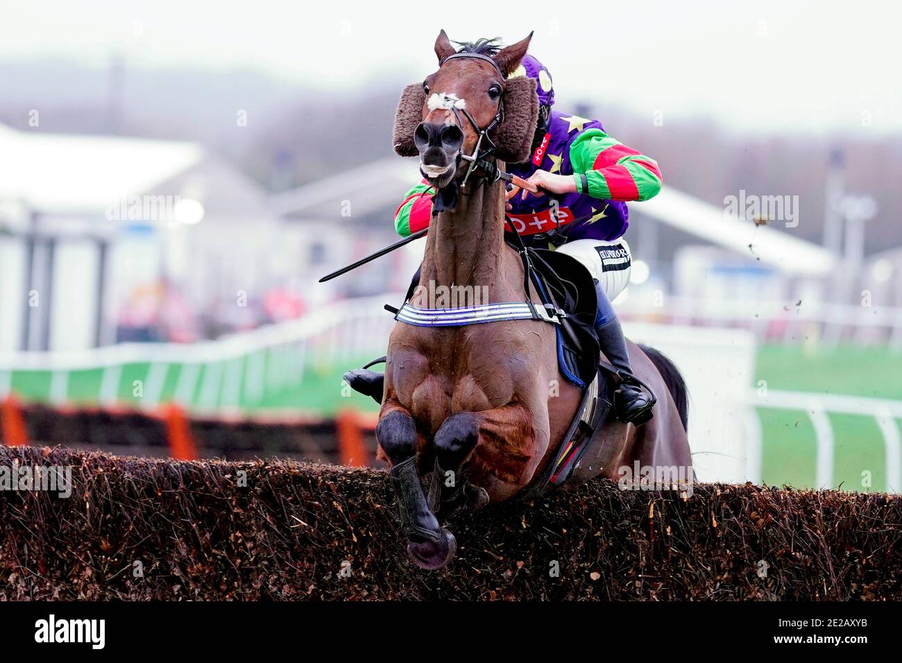Cyclop horse hi-res stock photography and images - Alamy