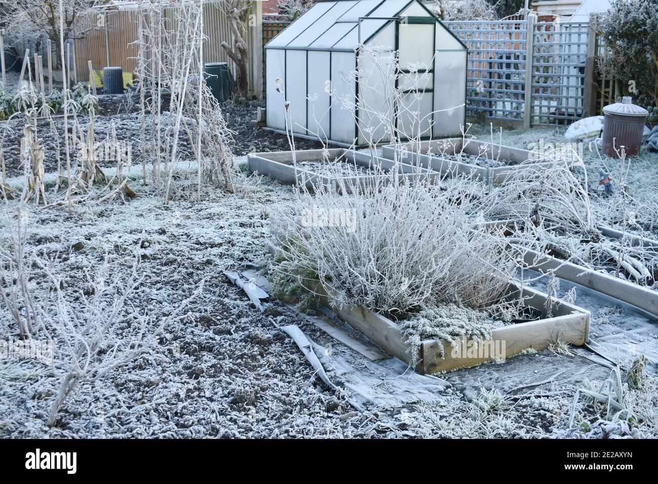 Frosty day on an allotment vegetable patch with greenhouse covered in ...