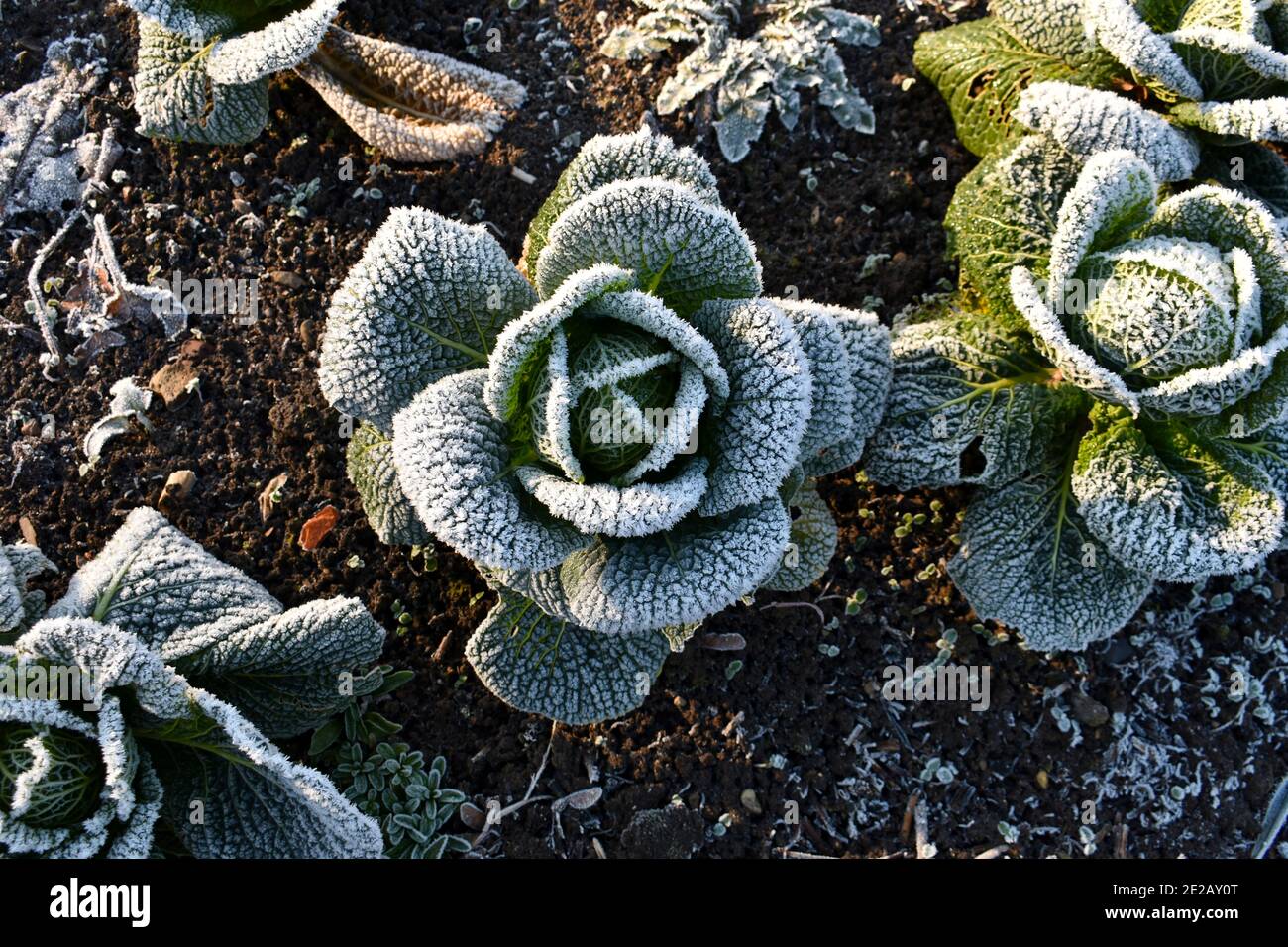 Snow Cabbage High Resolution Stock Photography and Images - Alamy