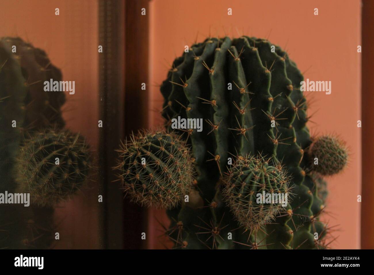 A cactus with sharp prickles and small side shoots against an orange ...
