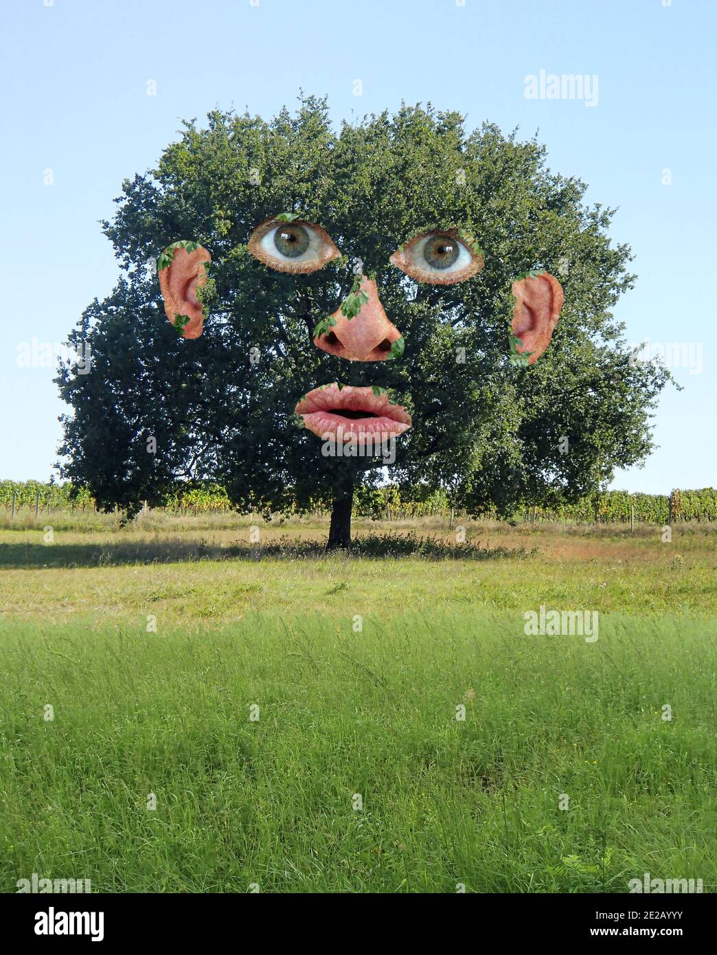 Funny Tree with human Face in a Green Field - Collage Stock Photo - Alamy
