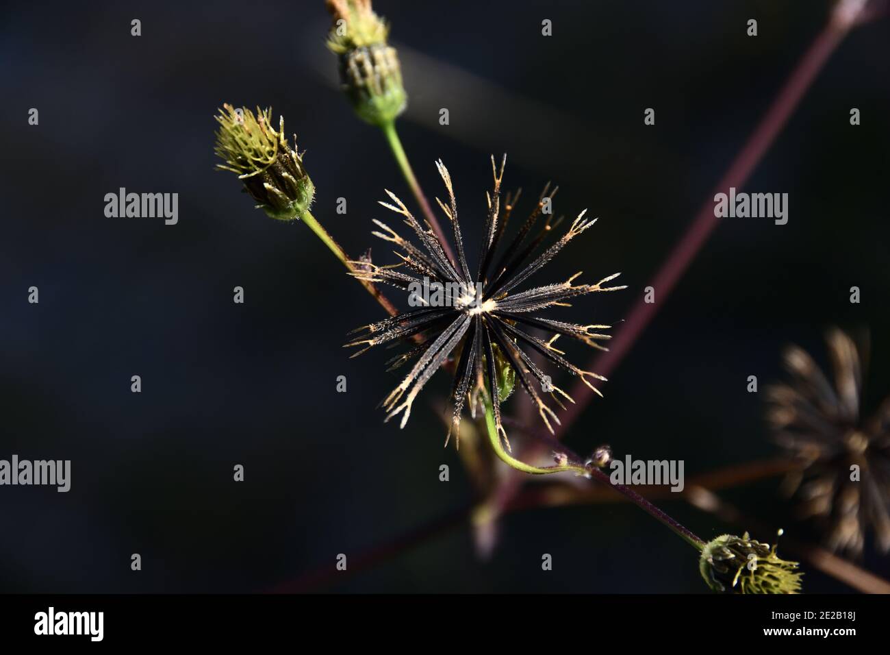 Circular seed hi-res stock photography and images - Alamy